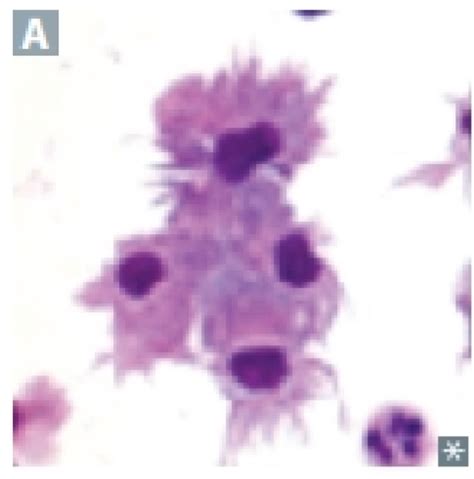 Immunology Lecture Antigen Presentation T Cell Activation Cell Mediated Immune Responses