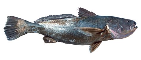 Perfil De Especie Totoaba