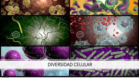 Solution C 6 Mt1t Biolog A Diversidad Celular Studypool