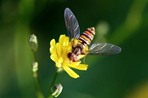 Close Up Of Hoverfly Pollinating On Yellow Flower Premium Photo