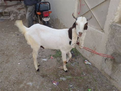 Kamori Cross 2 Dant Blade Khassi Bakra Goats 1099278353