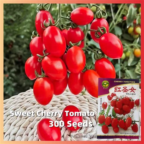 300 Seeds Organic High Yield Sweet Cherry Tomato Seeds For Planting