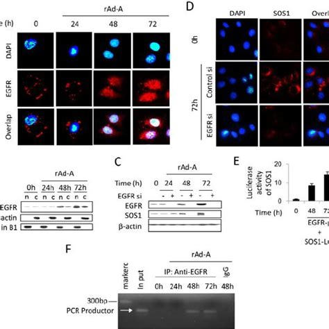 Nuclear Egfr Positively Regulates Sos1 Expression A Download