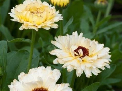 Takii Es Ivory Princess Calendula Officinalis