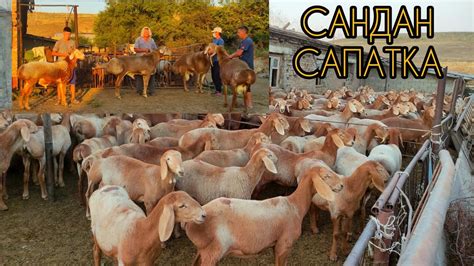 Мына уруктук кочкорлор ~ Козуларды зор бериптир ~ Арашан койлору да ...