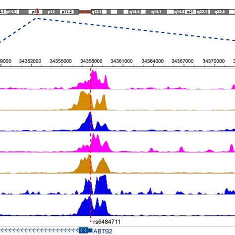 location of rs6484711 in the chip seq peaks through bioinformatics