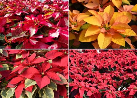 Us Abundant Poinsettia Colors Bring Beauty To Holidays