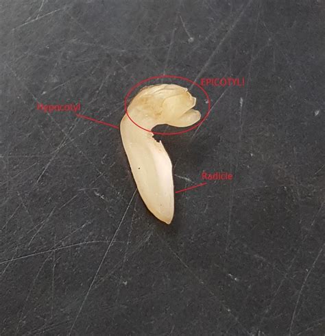 Vicia Faba And The Elusive Epicotyl Osu Plant Structure Bot313
