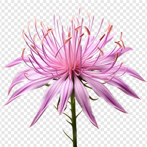 Page 17 Flower No Background Images Free Download On Freepik
