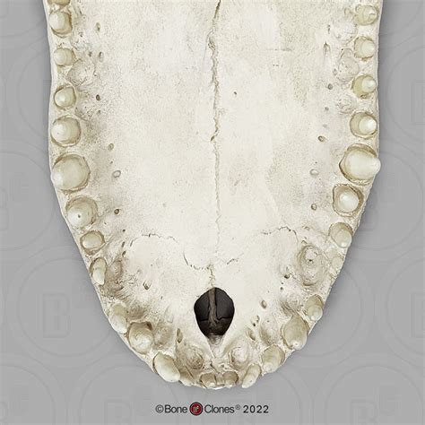 20 Inch Alligator Skull Bone Clones Osteological Reproductions