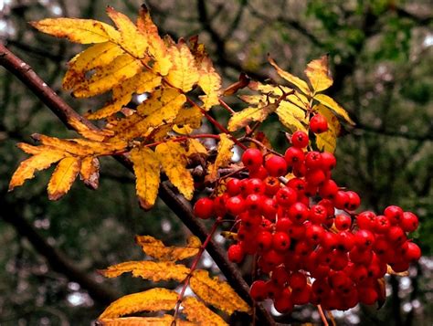 Winter Tree Red Berries Free Stock Photo Public Domain Pictures
