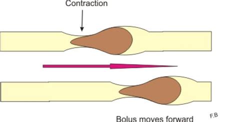 Difference Between Peristalsis And Segmentation