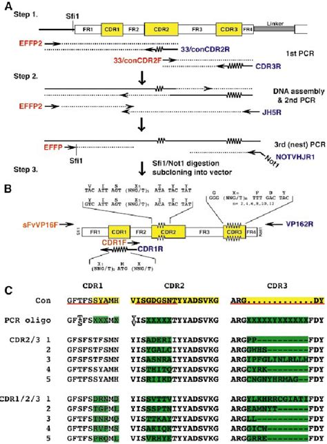 Diversi®cation Of Vh Cdr1 Cdr2 And Cdr3 To Make Intrabody Libraries