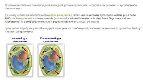 Презентація Структура еукаріотичної клітини клітинна мембрана цитоплазма