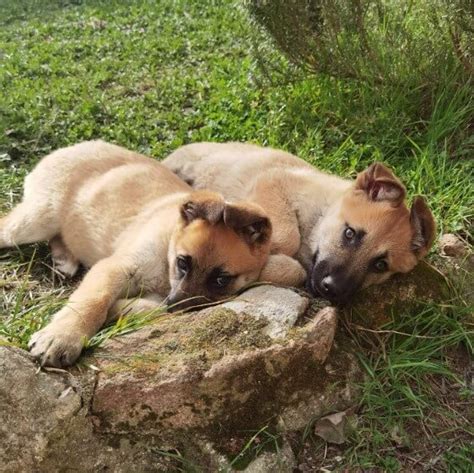 Bender Fray Y Lila Lahuelladewonder