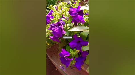 ছোট্ট ছোট্ট ফুলে ফুলে ভরে গেছে আমাদের মনেরই বাগান 💐🌻🌸🥰♥️ Flowersgarden School Flowerslove