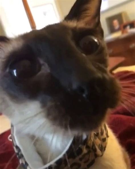 Reblog For Noises Tumbex