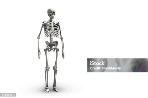 인간의 골격 시스템 3 차원 일러스트 레이 션 일러스트 레이 션 골반에 대한 스톡 사진 및 기타 이미지 골반 과학 대퇴골 Istock
