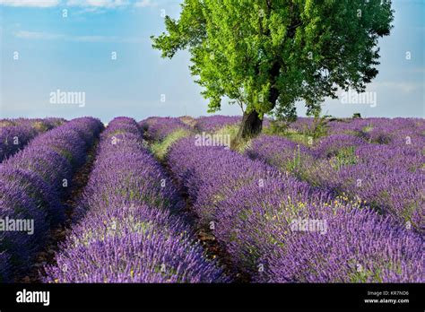Rows Of Lavender Along The Valensole Plateau Alpes De Haute Provence