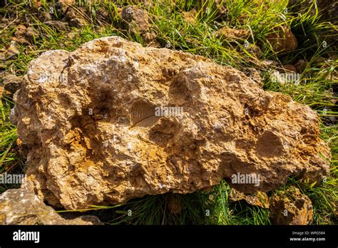 A Trigonia Costata Bivalve Fossil In Limestone On Cleeve Common Near