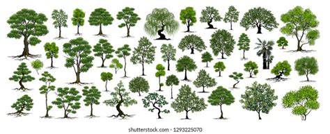 Tree Isolated On White Background Stock Vector Royalty Free Shutterstock