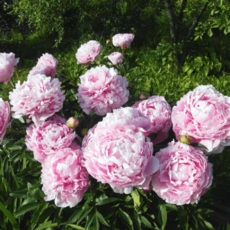 Пион Sarah Bernhardt 3/5: продажа, цена в Миргороде. Рассада и саженцы ...