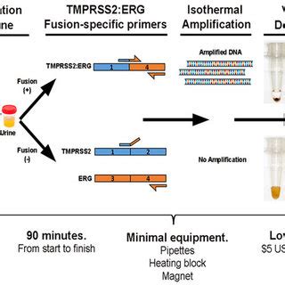 Detection Of Tmprss2erg Transcripts In Prostate Cancer Cell Lines And