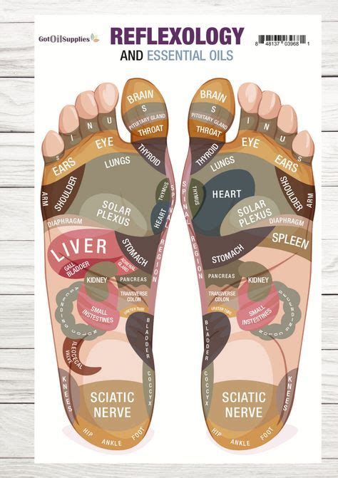 Reflexology And Essential Oils Resource Card In 2024 Reflexology
