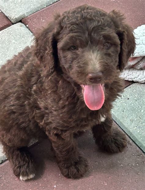 Puppies Shop All Labradoodle Country