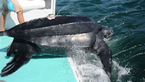 Sea Turtle Leatherback
