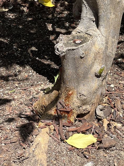 What Is That Brown Sticky Stuff On My Citrus Tree Trunk R