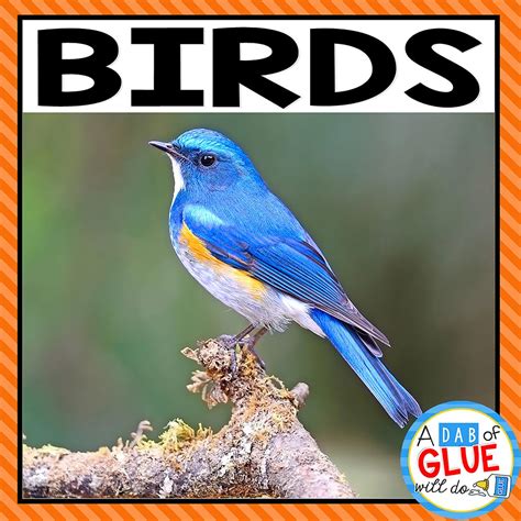 Classification Of Birds