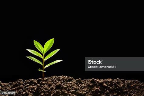 검은 배경에 고립 된 토양에서 밖으로 성장 하는 녹색 새싹 검정색 배경에 대한 스톡 사진 및 기타 이미지 검정색 배경 녹색 잎 Istock
