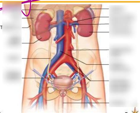Renal System Diagram Quizlet