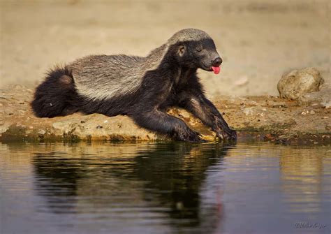 Honey Badger Wallpaper
