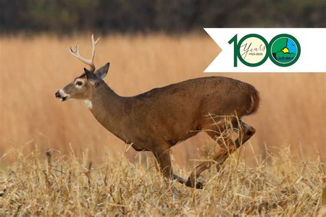 Outdoor Illinois Journal Why Are Deer So Successful In Illinois