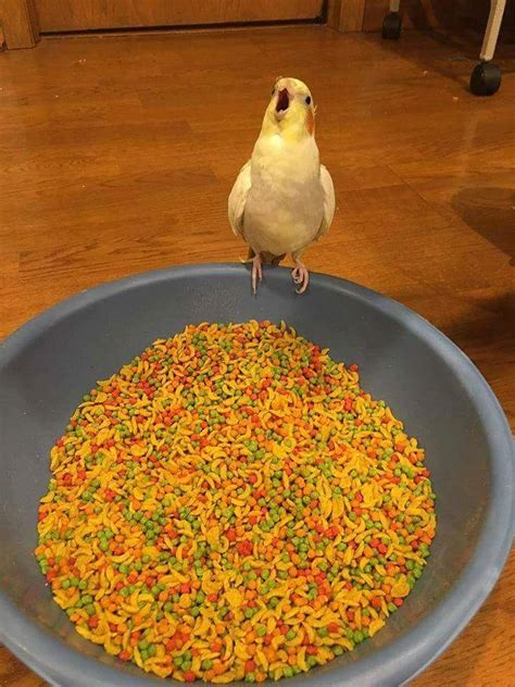 120 Cockatiel Memes Ideas Cockatiel Funny Parrots Funny Birds