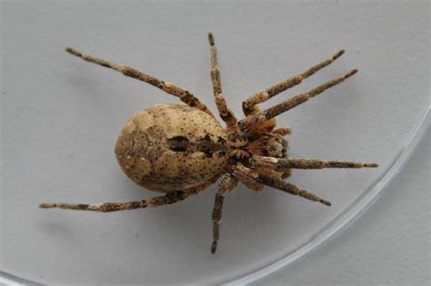 Nosferatu Spinne Breitet Sich Weiter Aus Vorarlbergorfat