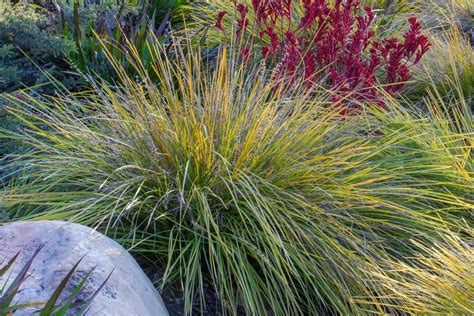 Breeze™ Mat Rush Or Platinum Beauty™ Mat Rush Uc Davis Arboretum And