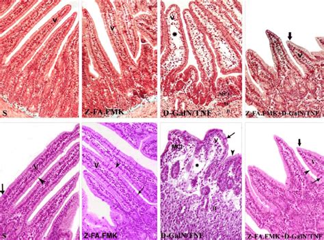 Histological Appearance Of Duodenum From Each Group Normal Histological Download Scientific