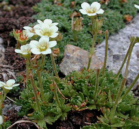 Saxifraga exarata