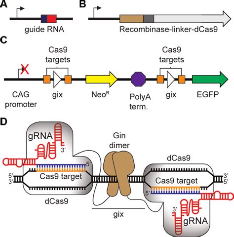 Overview Of Experimental Setup Cells Are Transfected With A Guide Download Scientific