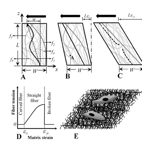 Schematic Showing Matrices With Different Fiber Arrangement And The Download Scientific Diagram