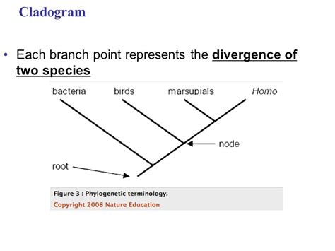 Phylogeny And Classification Ppt Video Online Download