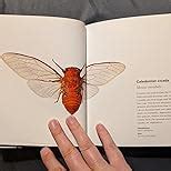 Smithsonian Handbook Of Interesting Insects Broad Gavin Huertas
