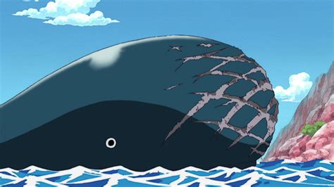 Laboon Wallpapers Wallpaper Cave