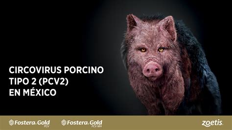 Circovirus Porcino Tipo 2 Pcv2 En MÉxico