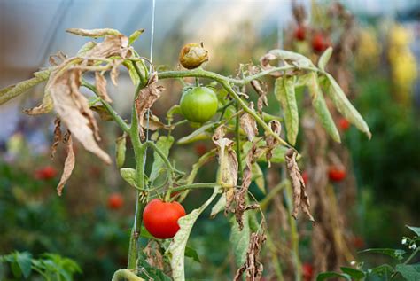 자연 유기 Tomot 야채 실내 그린 하우스 농장에서 성장 아름 다운가 수확 토마토 건강한 생활방식에 대한 스톡 사진 및 기타 이미지 건강한 생활방식 관개 장비 기업