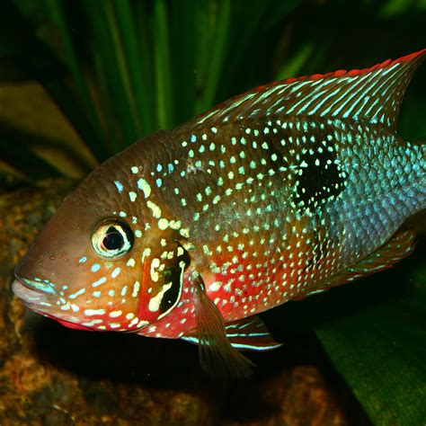 Firemouth Cichlid Waterworld Aquatics