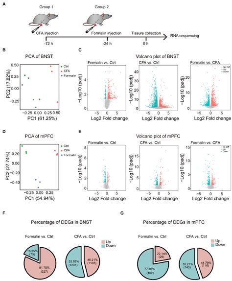 Distinct Transcriptomic Features Of The Bnst And Prelimbic Mpfc In The Download Scientific